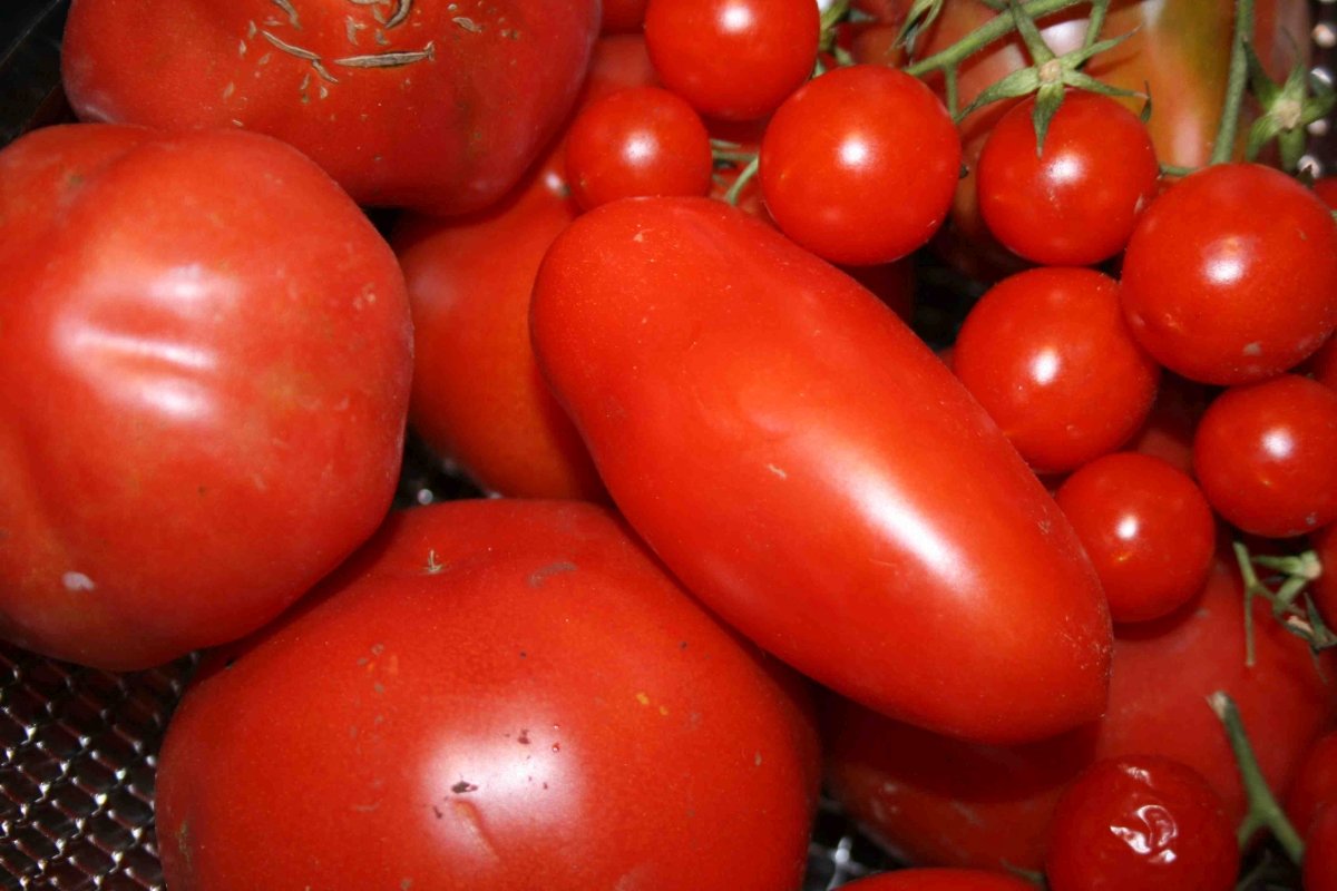 Tomatenmark - Immunkraftstärkung durch Lycopin - GenussNetzwerk